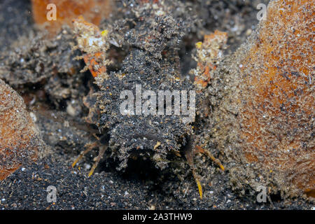 Inimicus didactylus, also known as demon stinger or devil stinger Stock ...