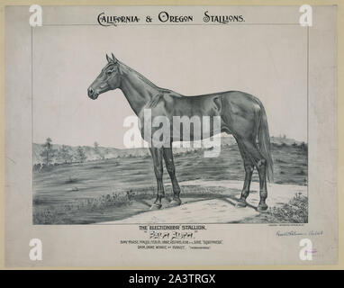 The Electioneer stallion, Palo Alto Stock Photo - Alamy