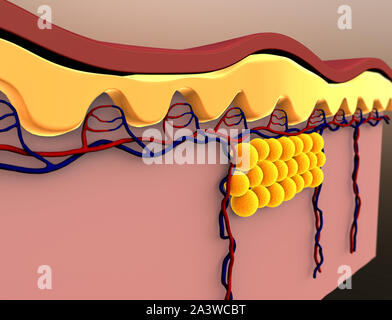 subcutaneous fat, illustration of human leather anatomy, fat cells and ...