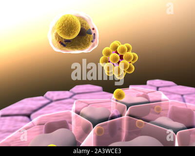 subcutaneous fat, illustration of human leather anatomy, fat cells and ...