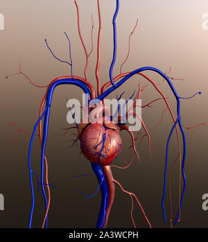 Human heart, Full clipping path included, Heart Anatomy, 4K animation ...