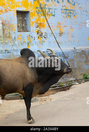 Zebu cattle, Rajasthan, India Stock Photo - Alamy