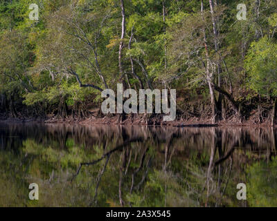Edisto River and bank at Givhans Ferry State Park, South Carolina. A ...