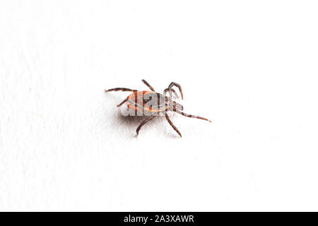Wood tick, Ixodes ricinus, specimen - angled side view, isolated on ...