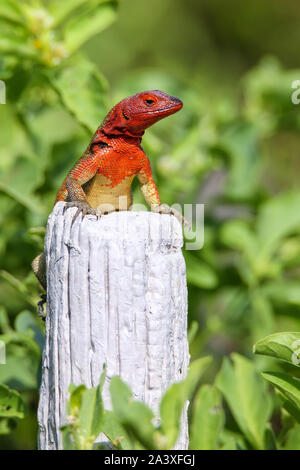 Red Lizard (Microlophus delanonis), female, lookout on small rock ...