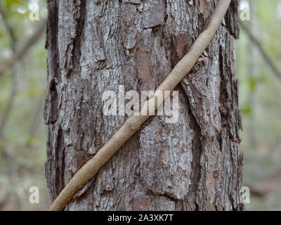 Thick vine wrapping around a tree in a forest Stock Photo - Alamy