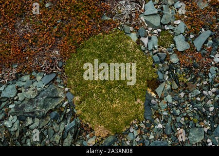 Tundra moss on stone in Hardangervidda national park, Norway Stock ...