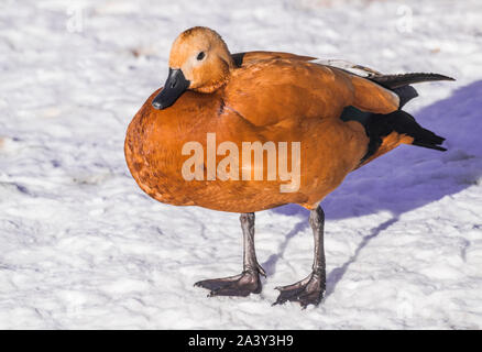 Ruddy Shelduck in profile, standing on a grey rock with dark water in ...