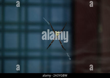 Spider species in Kerala Stock Photo - Alamy