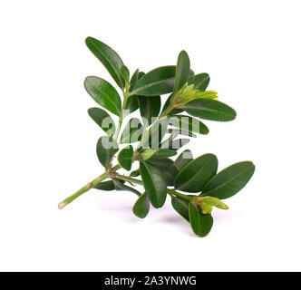 A stem of common box Buxus sempervirens with dark green mature leaves ...