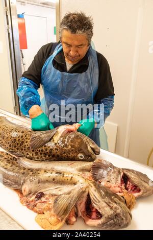 FISHMONGER CUTTING UP A SPOTTED WOLFFISH, ENDANGERED SPECIES, FISH ...