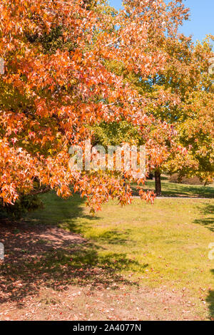 landscape park with yellowing maple trees in autumn , park with ...