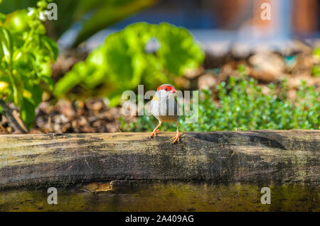 Single Red-browed finch standing on grassy field looking for grass ...