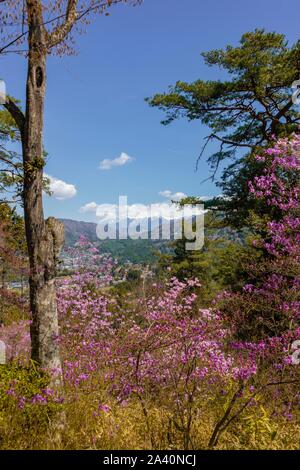 Pink azaleas bloom in the Japanese garden of Villa Carlotta on Lake ...