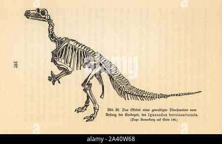 Fossil skeleton of an extinct Iguanodon bernissartensis, late Barremian ...