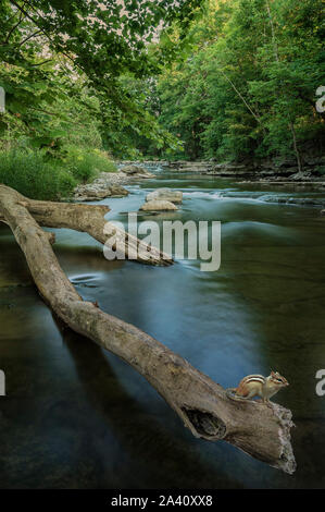 High angle view of chipmunk on backpack at field Stock Photo - Alamy
