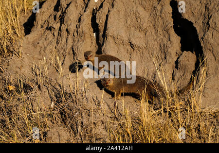 Dwarf mongoose wild in the bushlands of Africa Stock Photo - Alamy