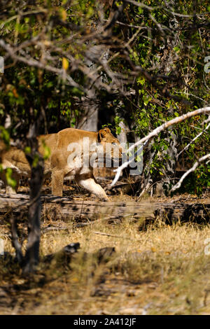 Lions prowling ready to hunt Stock Photo - Alamy