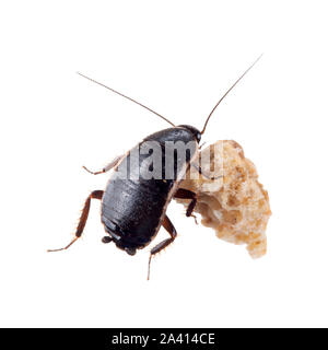 Loboptera decipiens. Small, black European cockroaches, roaches. With ...