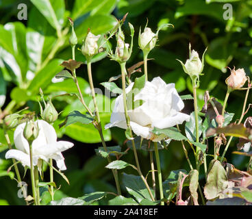 Rose Silver Anniversary Stock Photo - Alamy