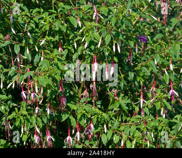 Fuchsia magellanica Lady Bacon Stock Photo - Alamy