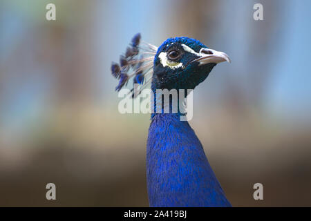 Peahen bird with peacock feathers. Blue indigo monochrome composition ...