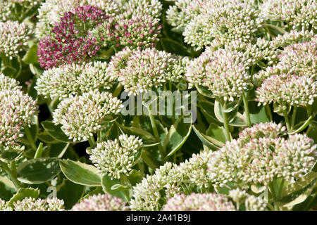 Sedum telephium 'Autumn Charm' Stock Photo - Alamy