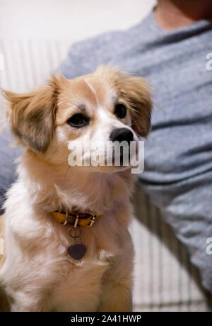 mixed breed dog enjoy photo shoting in studio Stock Photo - Alamy