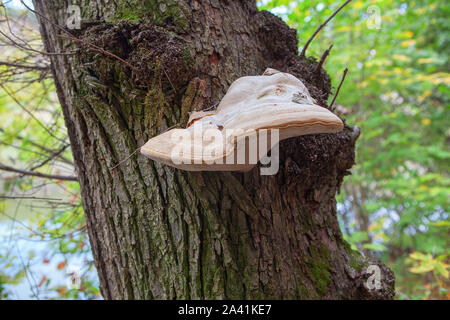 White conk mushrooms growing on a tree in the forest, selective focus ...