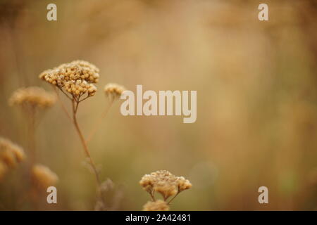 brown dry wildflowers grow in the autumn field Stock Photo - Alamy