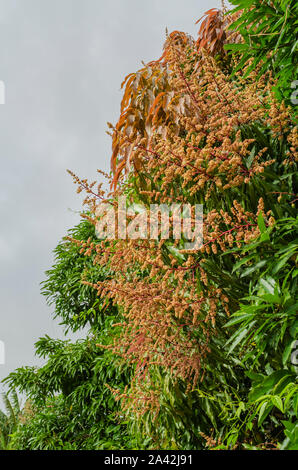 close up of a flowering agriculture mango grove Stock Photo - Alamy