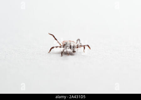 Wood tick, Ixodes ricinus, specimen - angled side view, isolated on ...