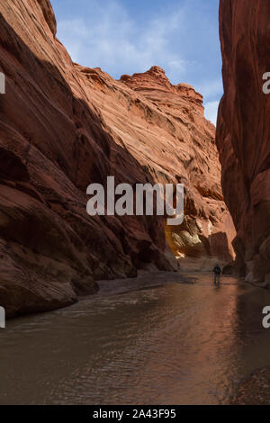Hiking in the Paria Canyon narrows immediately above its confluence ...