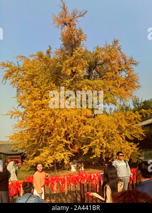 Tourists view the ancient ginko tree with golden leaves at the Ancient ...
