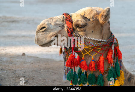 Close up view of sad camel face with colorful decoration in the desert ...