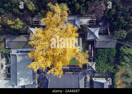 An aerial view of the ancient ginkgo tree with golden leaves at the ...