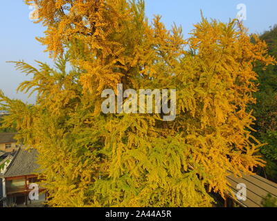 An aerial view of the ancient ginkgo tree with golden leaves at the ...