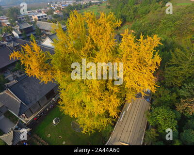 An aerial view of the ancient ginkgo tree with golden leaves at the ...
