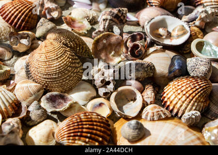 Sea shells composition. From Aegean Sea Stock Photo - Alamy