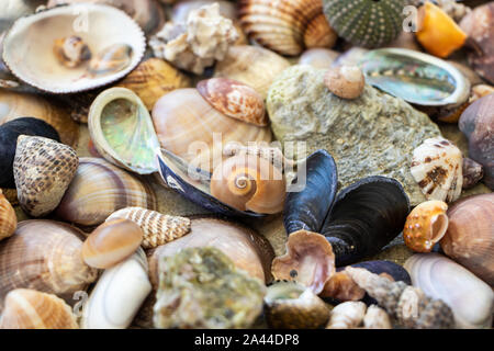 Sea shells composition. From Aegean Sea Stock Photo - Alamy