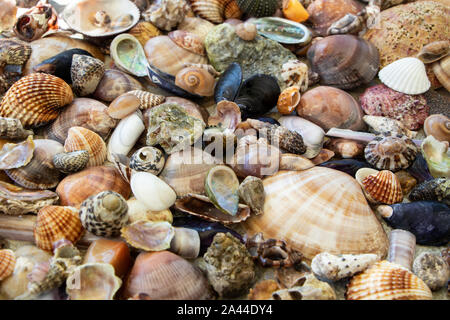 Sea shells composition. From Aegean Sea Stock Photo - Alamy