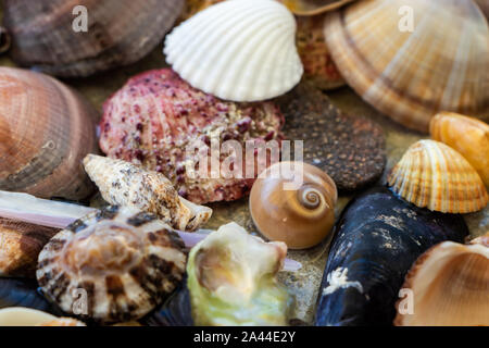 Sea shells composition. From Aegean Sea Stock Photo - Alamy
