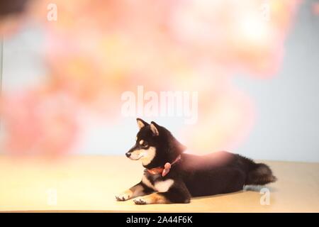 Shiba Inus in the first Shiba Inu caf¨¦ in Beijing, China, 6 August ...