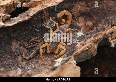 Chinese Scorpion (Buthus martensii Stock Photo - Alamy