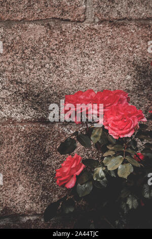 beautiful uncut red roses on their own plant in a garden, with great ...