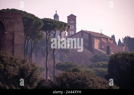 Stone pine, Italian Stone pine, Umbrella Pine (Pinus pinea), in a ...