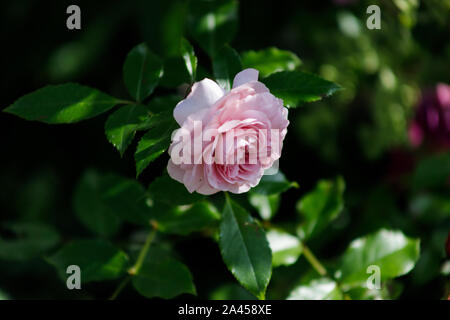 Abstract circular green bokeh from tree background Stock Photo - Alamy