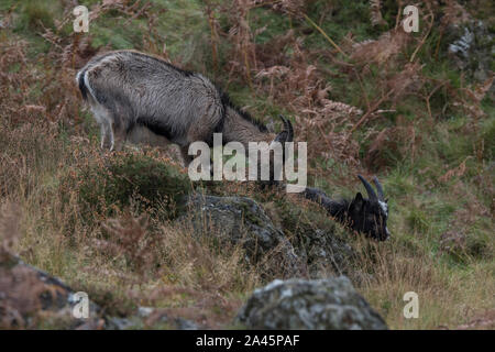 Feral goats in the Forestry Commission Wild Goat Park, New Galloway ...