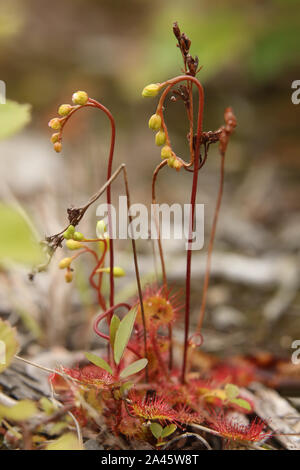The flower buds of round-leaved sundew (Drosera rotundifolia) at ...
