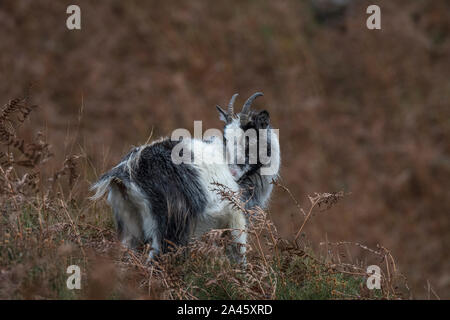 Feral goats in the Forestry Commission Wild Goat Park, New Galloway ...
